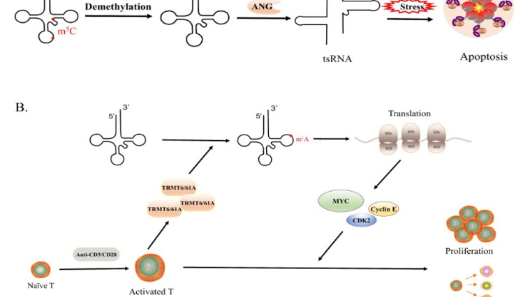 Creative Diagnostics Introduces Advanced tRNA Modification Detection ...